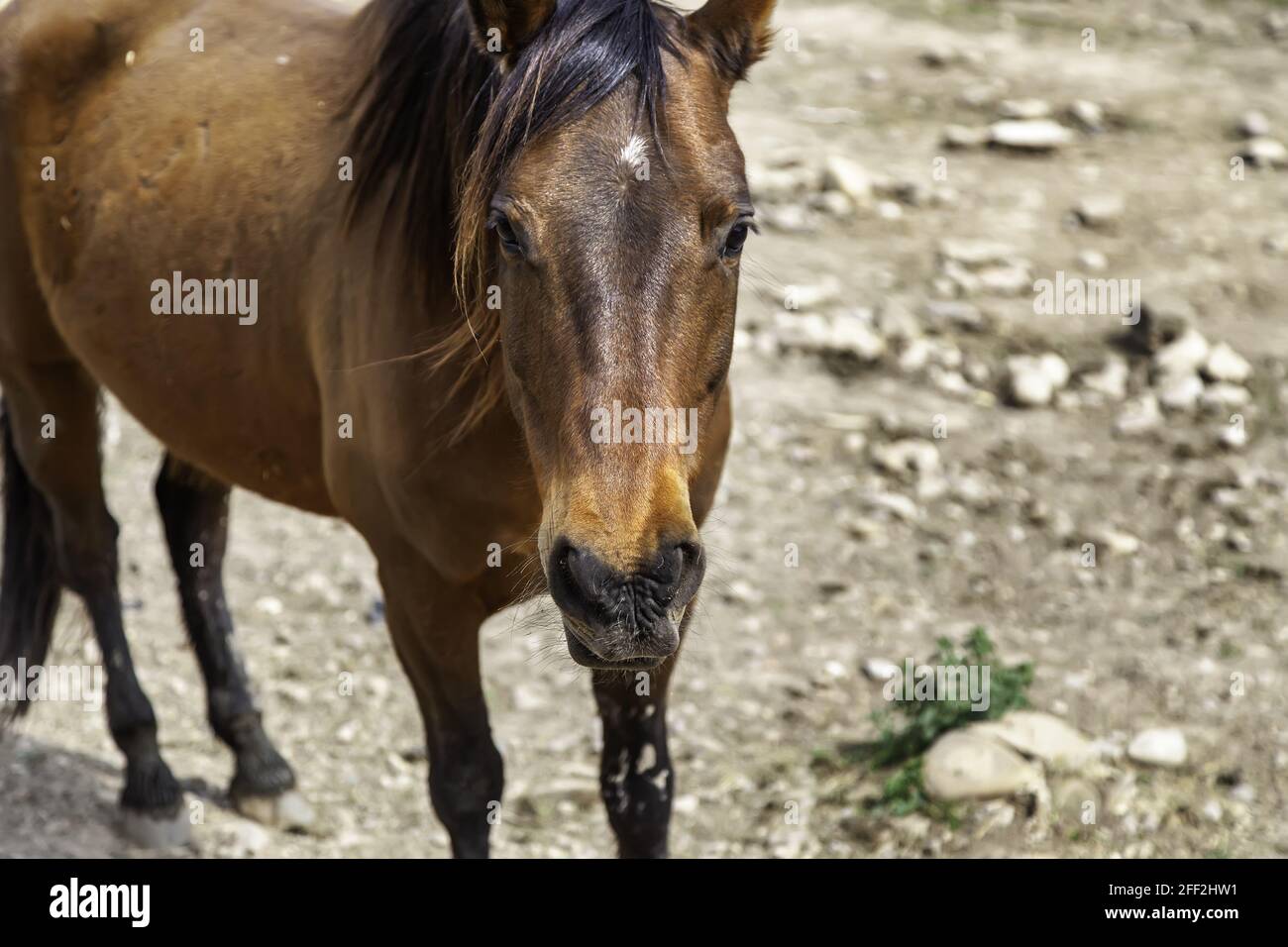 Funny horses in stable, wild mammals, equestrian Stock Photo - Alamy