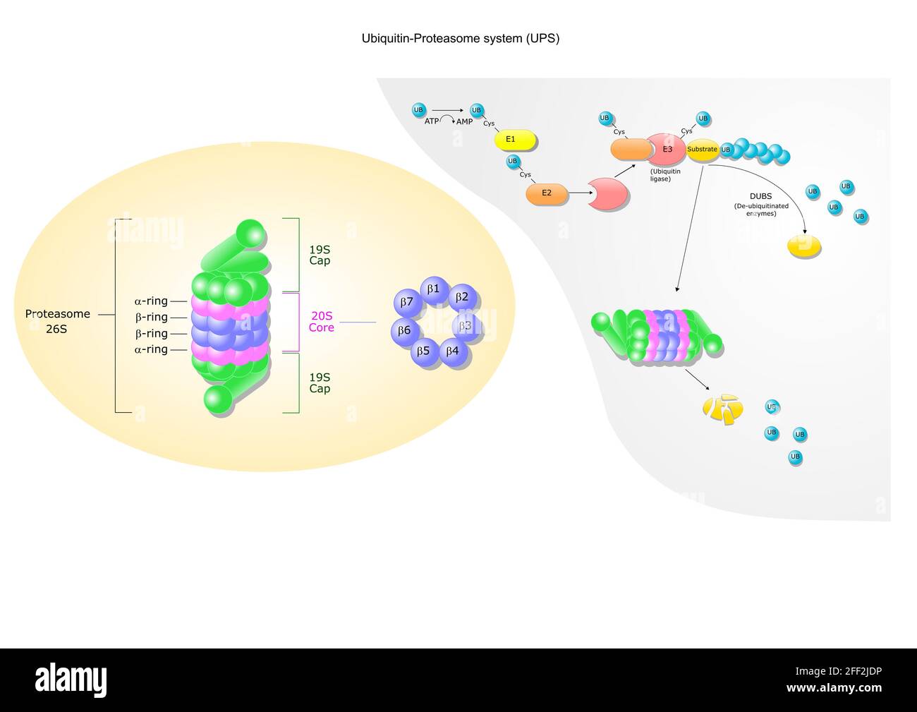 Proteasome Cut Out Stock Images & Pictures - Alamy