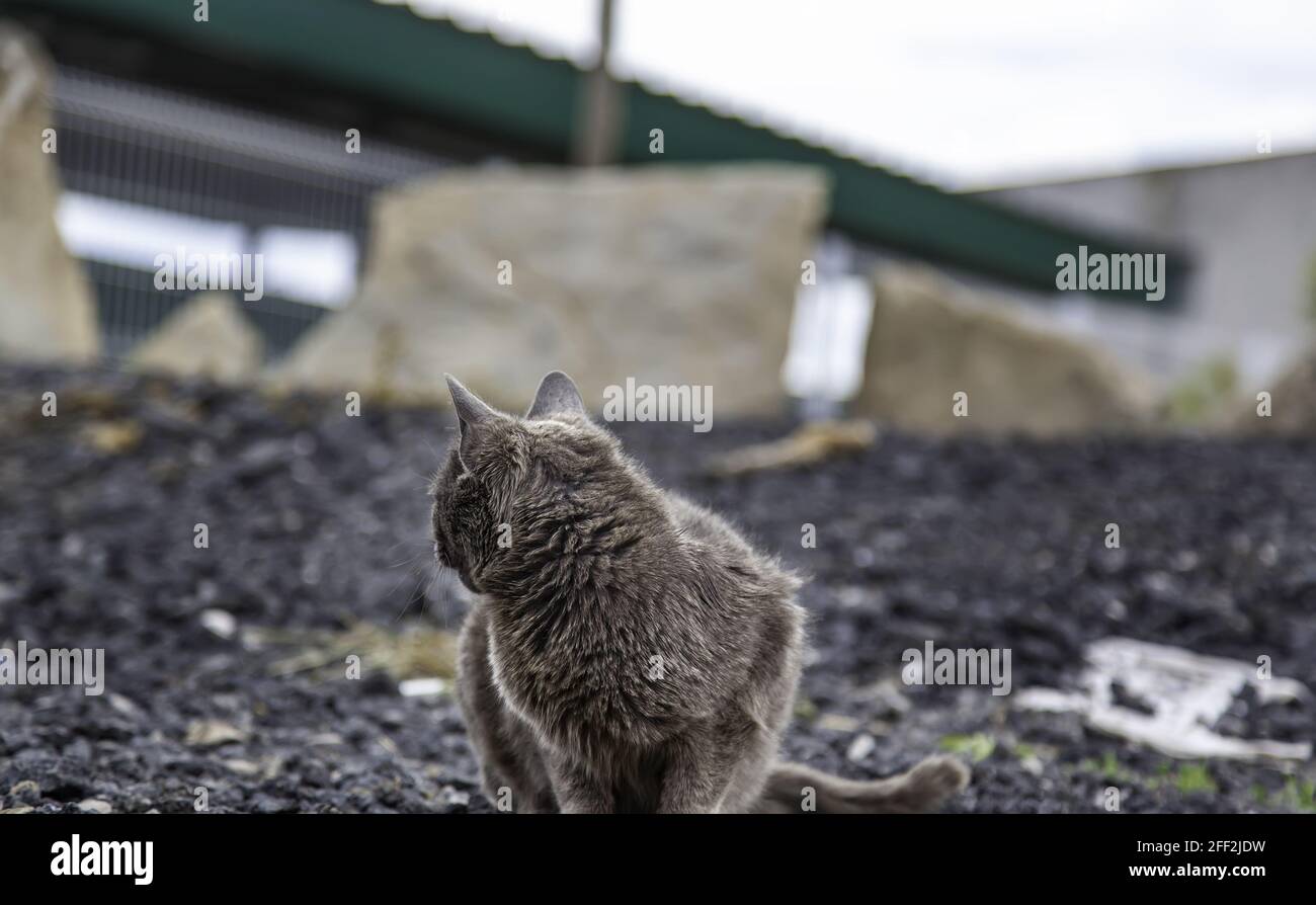 Gray stray cat, domestic animals and pets, mammals Stock Photo - Alamy