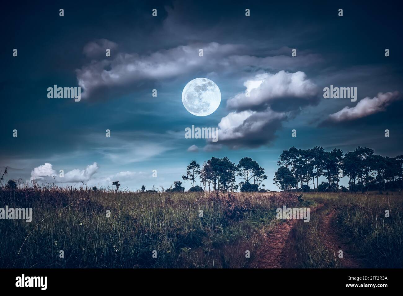 Real Forest At Night With Moon