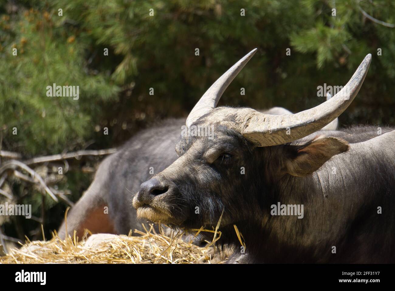 front view of a buffalo lying in the field. animals Stock Photo - Alamy