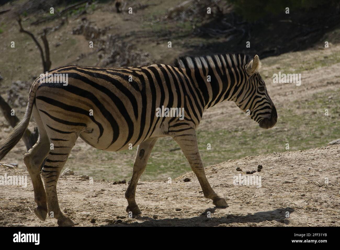 zebra walking in the field. animals Stock Photo - Alamy
