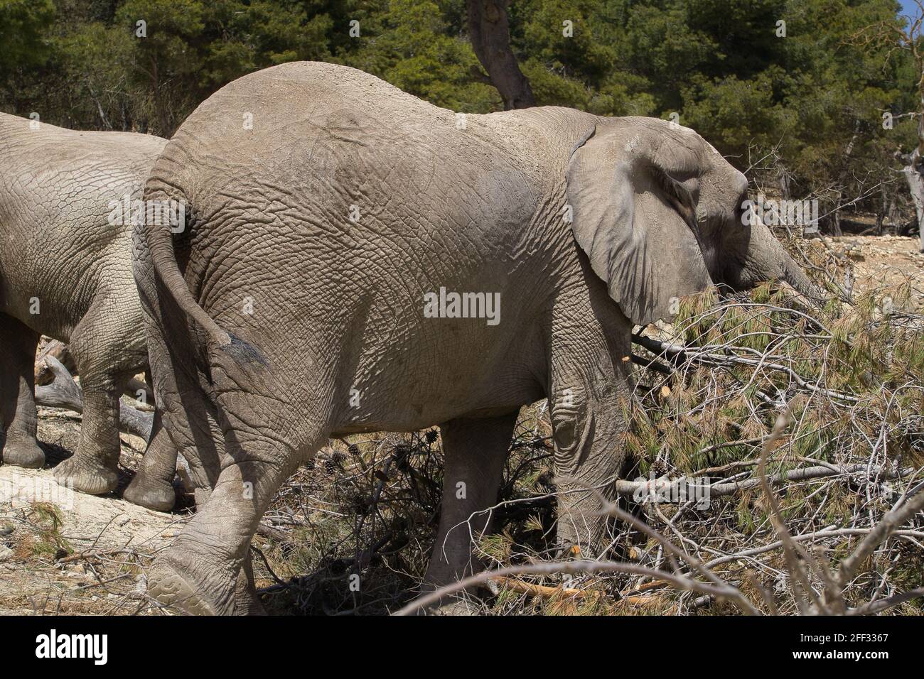 African elephant portrait in a natural park and animal reserve, located ...