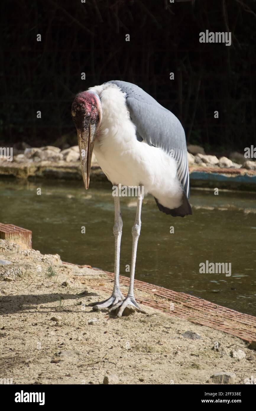 a marabu in a natural park and animal reserve, located in the Sierra de ...
