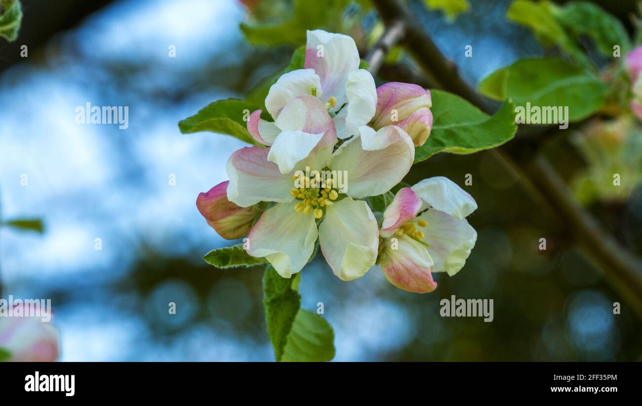 Colorful floral outdoor close hi-res stock photography and images - Alamy