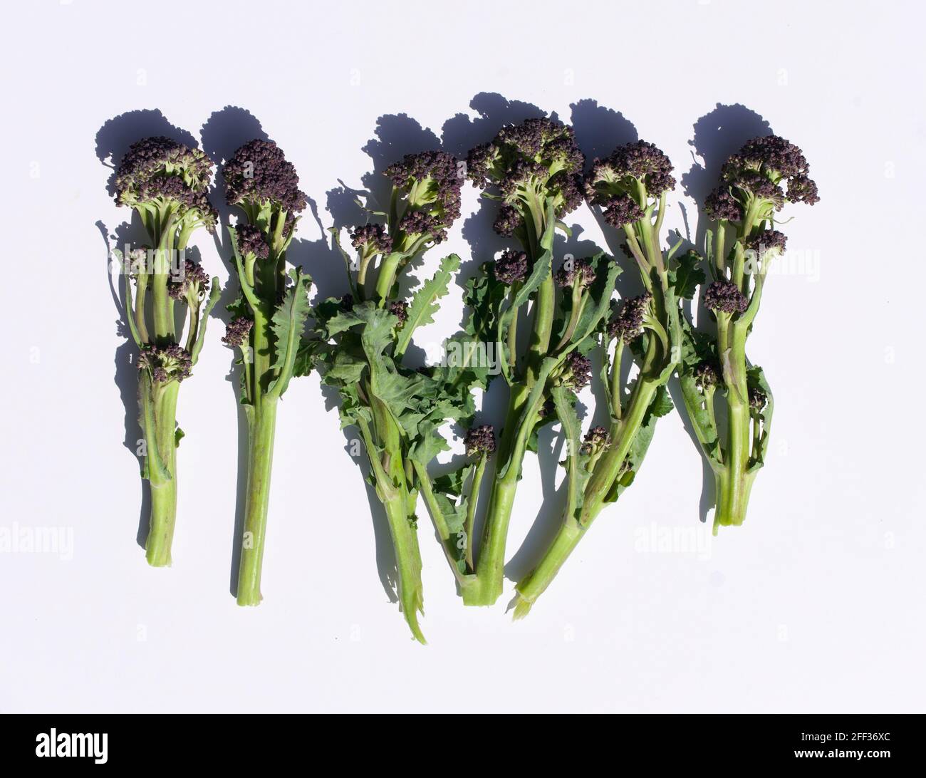Row of sprigs of purple sprouting broccoli against plain white ...
