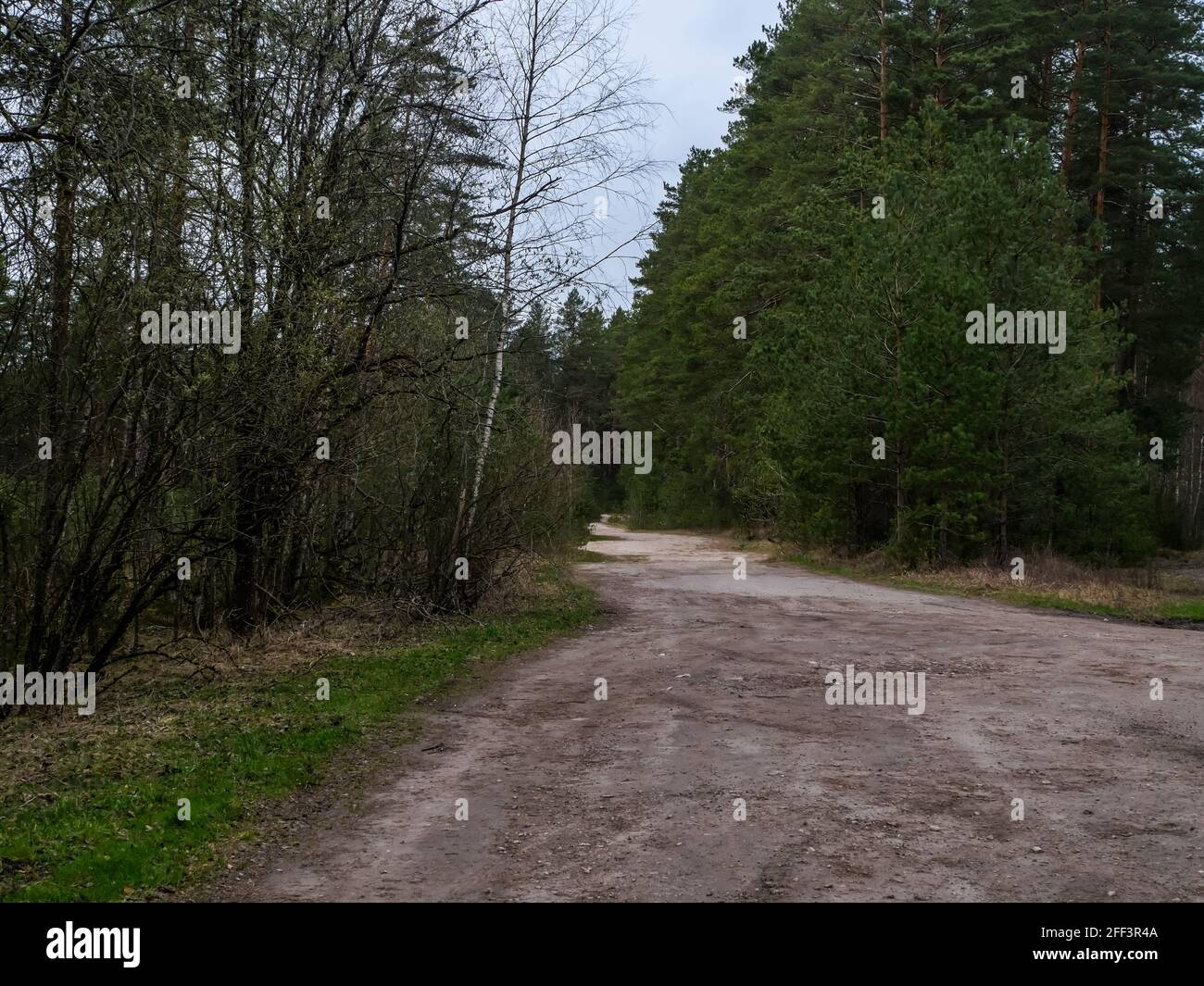 empty forest road with tractor car tire track marks and green nature ...