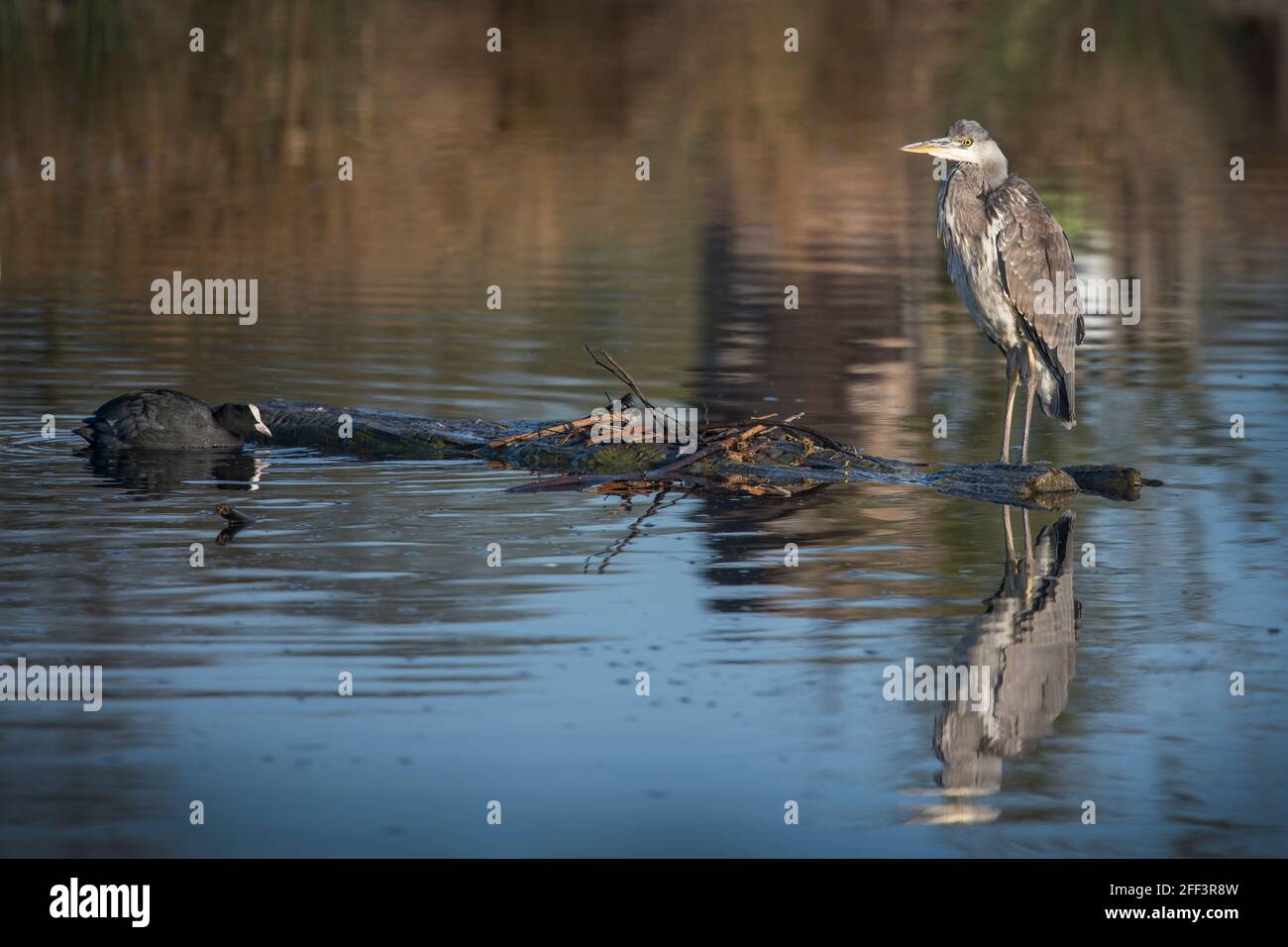 Happy heron hi-res stock photography and images - Alamy