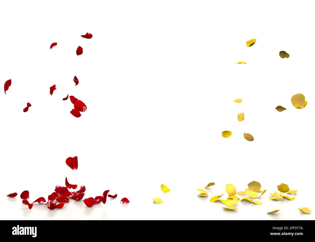 Yellow and red rose petals fall beautifully on the reflective white ...