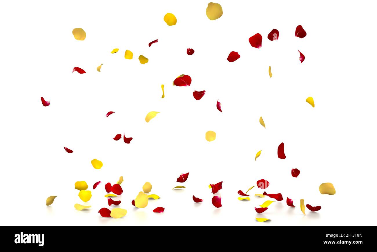 Yellow and red rose petals fall beautifully on the reflective white ...