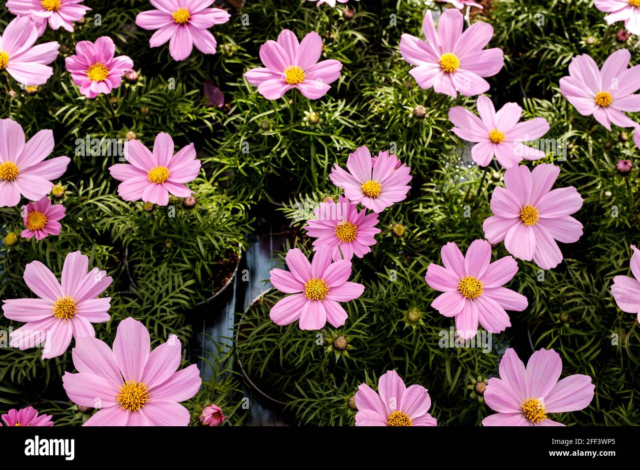 Cosmos plants hi-res stock photography and images - Alamy