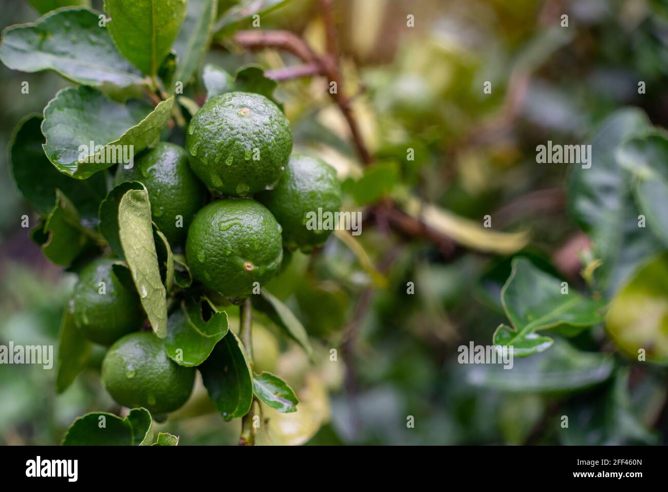 Fresh green lemon tree in the garden Stock Photo - Alamy