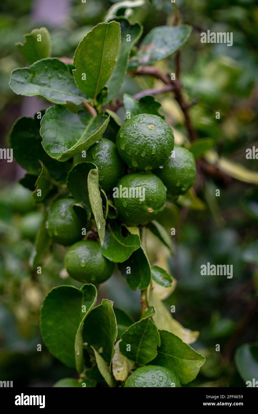 Fresh green lemon tree in the garden Stock Photo - Alamy