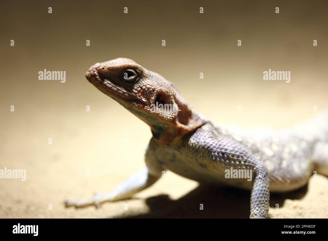 The Red-headed agama (Agama agama) is a lizard and belongs to the ...