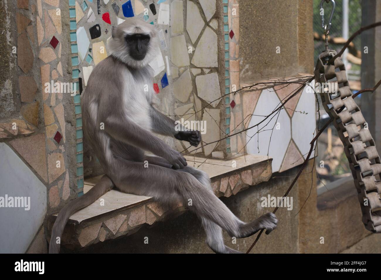 Monkey sitting cross legged hi-res stock photography and images - Alamy
