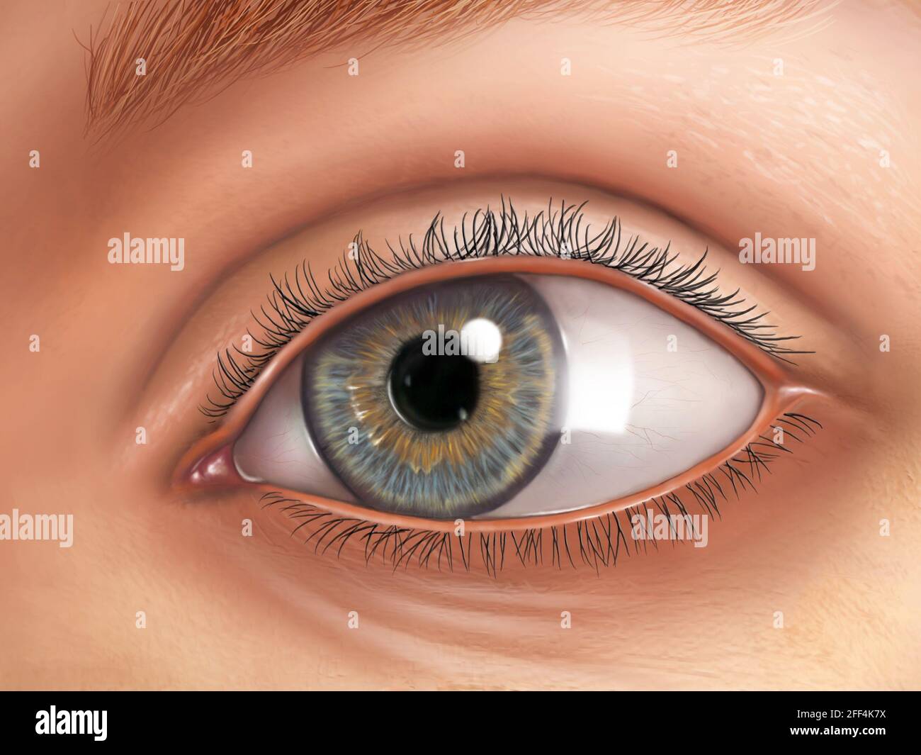 External view of an healthy human eye. Digital illustration Stock Photo ...