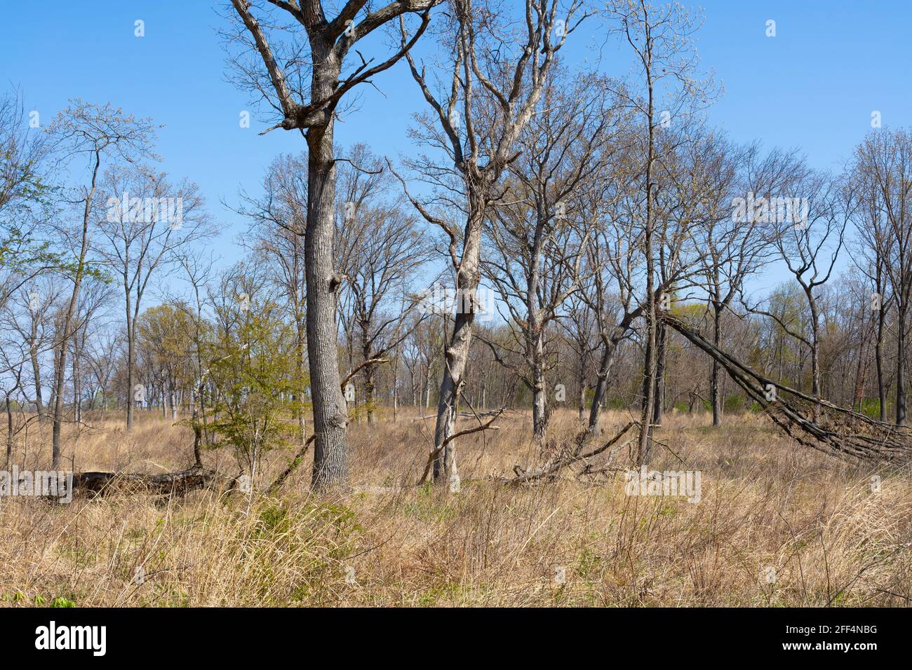 Savanna landscape on a beautiful Spring morning. Dixon Waterfowl Refuge ...