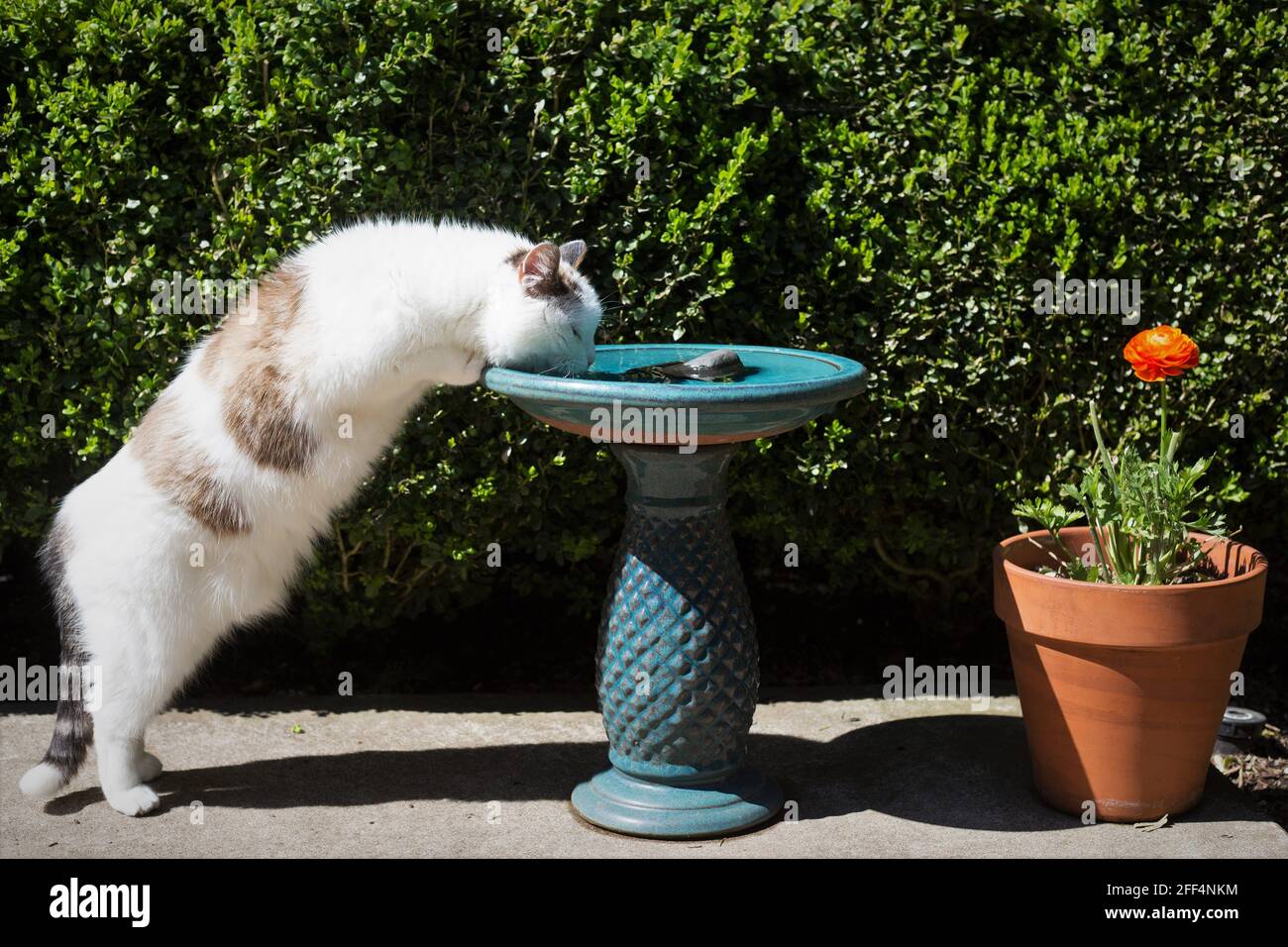 A cat standing and drinking from a birdbath Stock Photo - Alamy