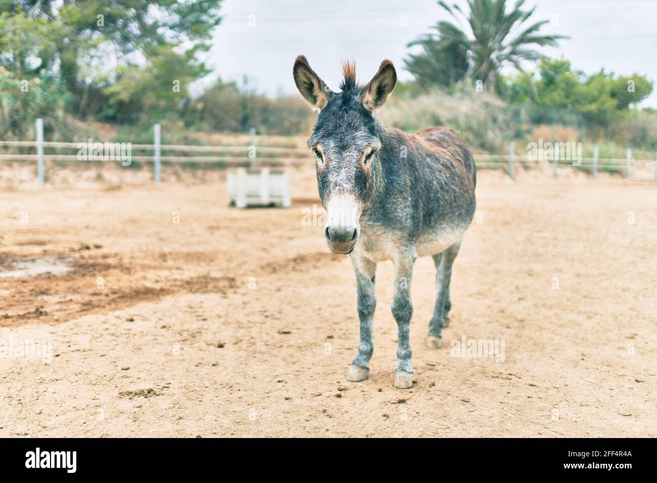 Adorable donkey walking at the farm Stock Photo - Alamy