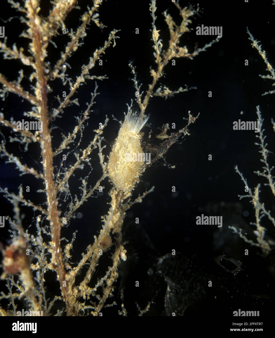 Sycon High Resolution Stock Photography and Images - Alamy