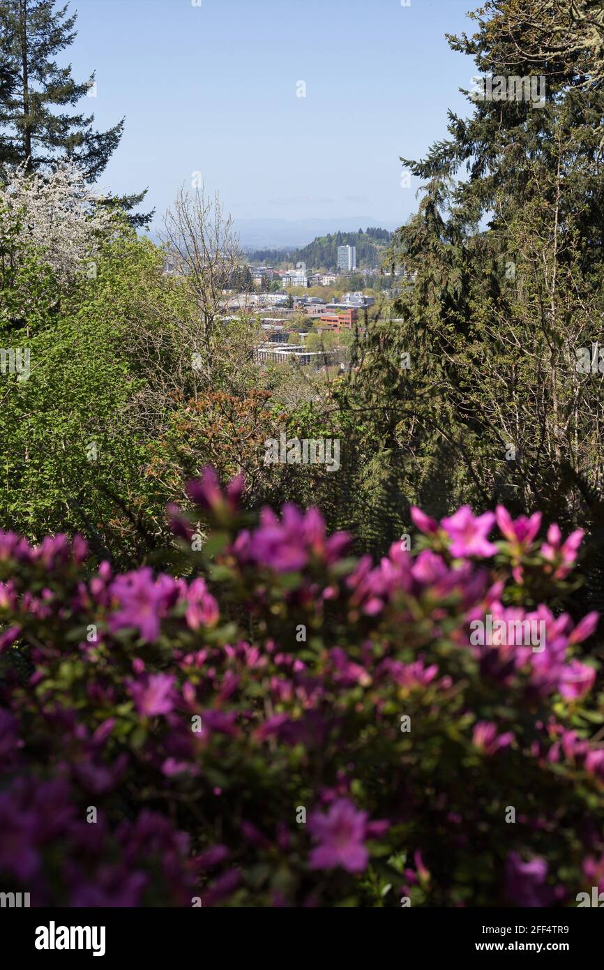 A view of Eugene, Oregon, as seen from the rhododendron garden at ...