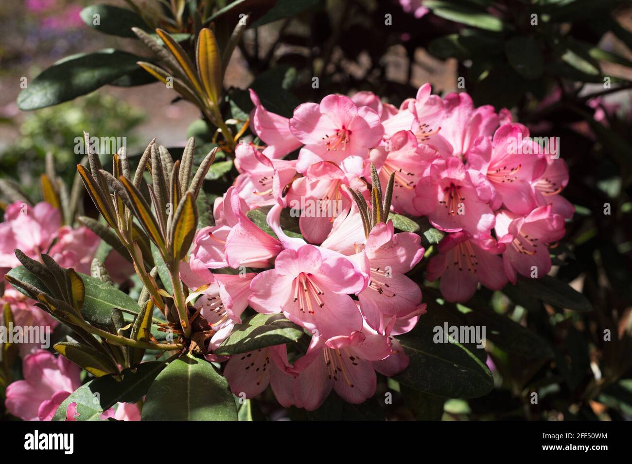 Rhododendron wine hi-res stock photography and images - Alamy