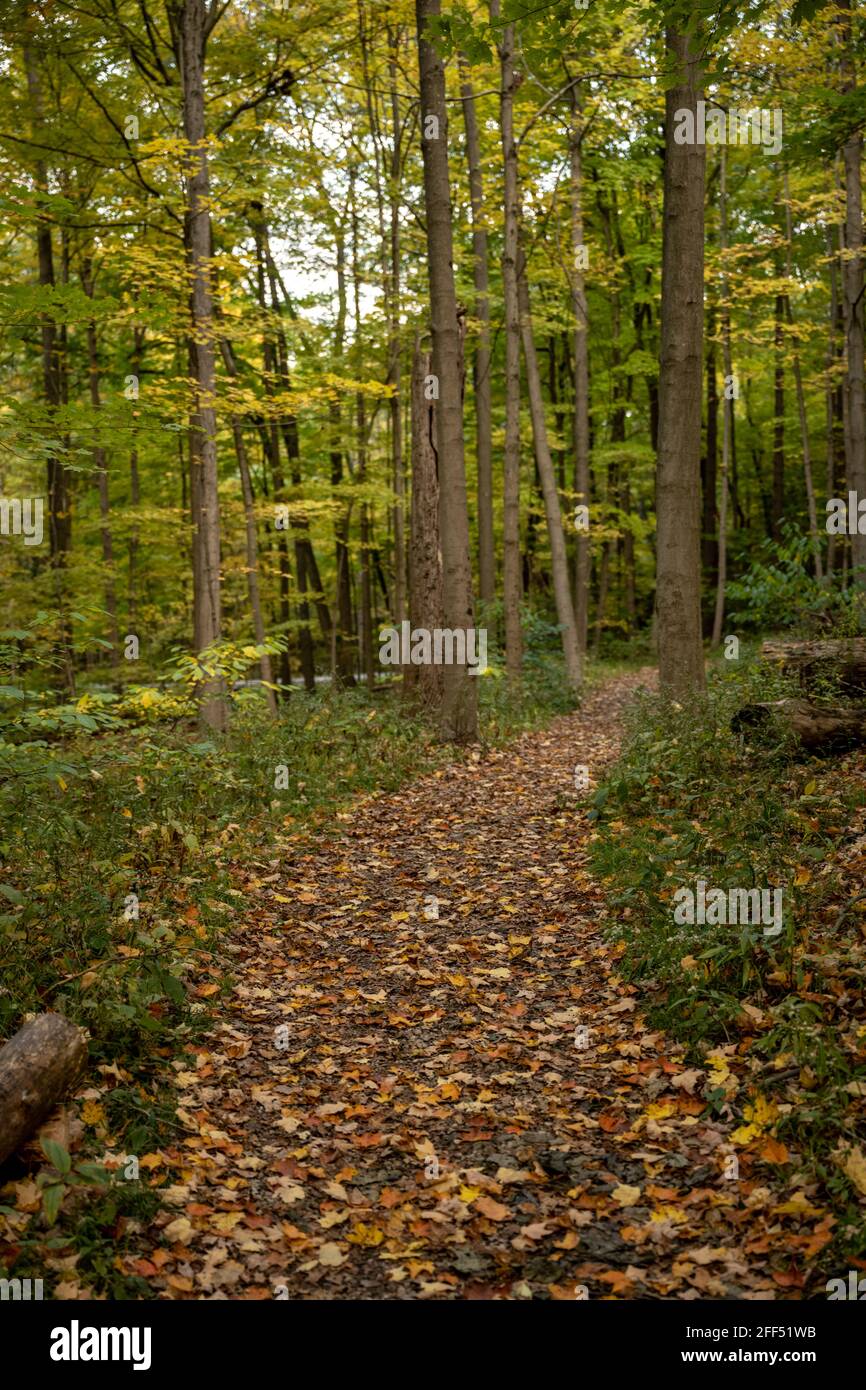 Fall Leaves Cover Wide Trail In Forest of Cuyahoga Valley National Park ...