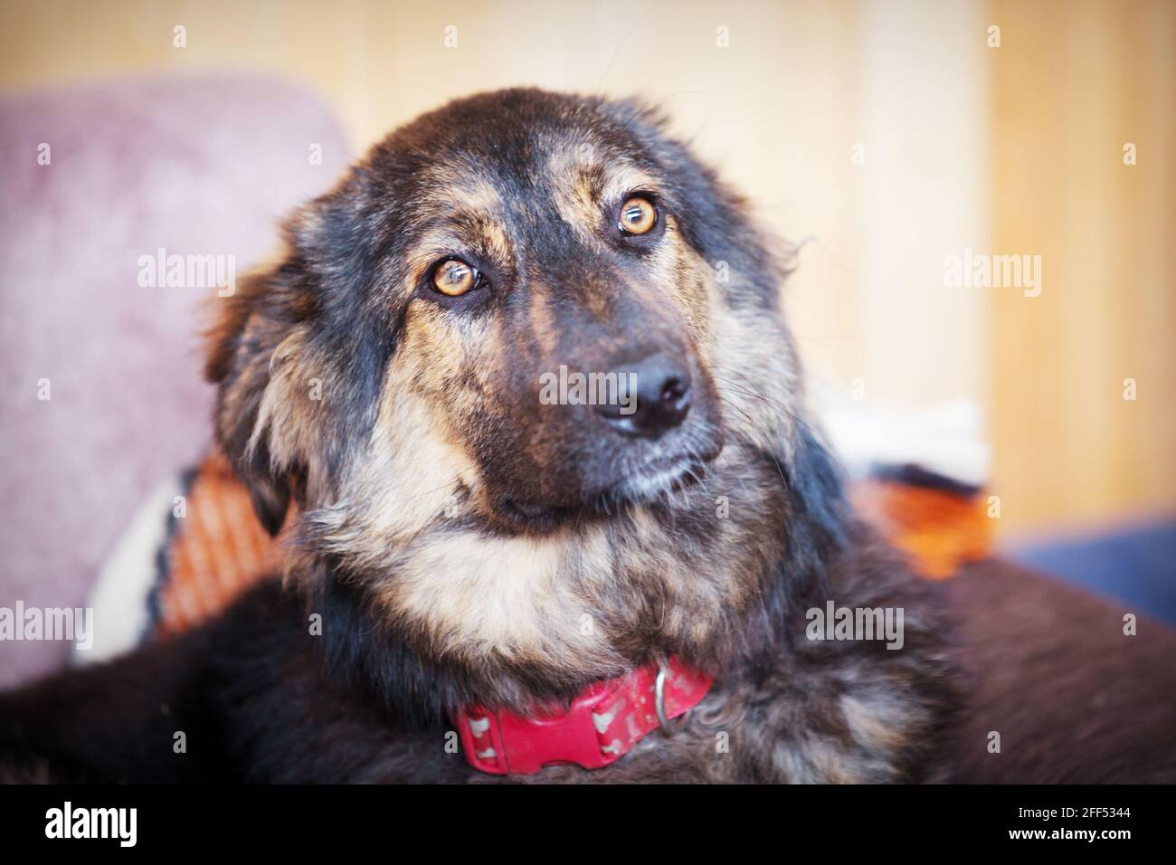 Dog with sad eyes in the shelter for adoption Stock Photo - Alamy