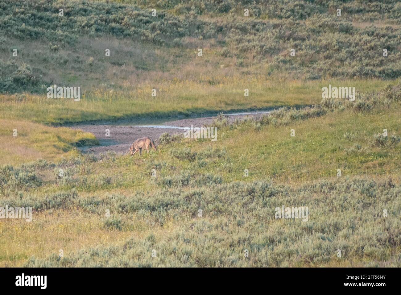 Gray Wolf Looks for Scent of Fellow Wolves in Yellowstone's Hayden ...
