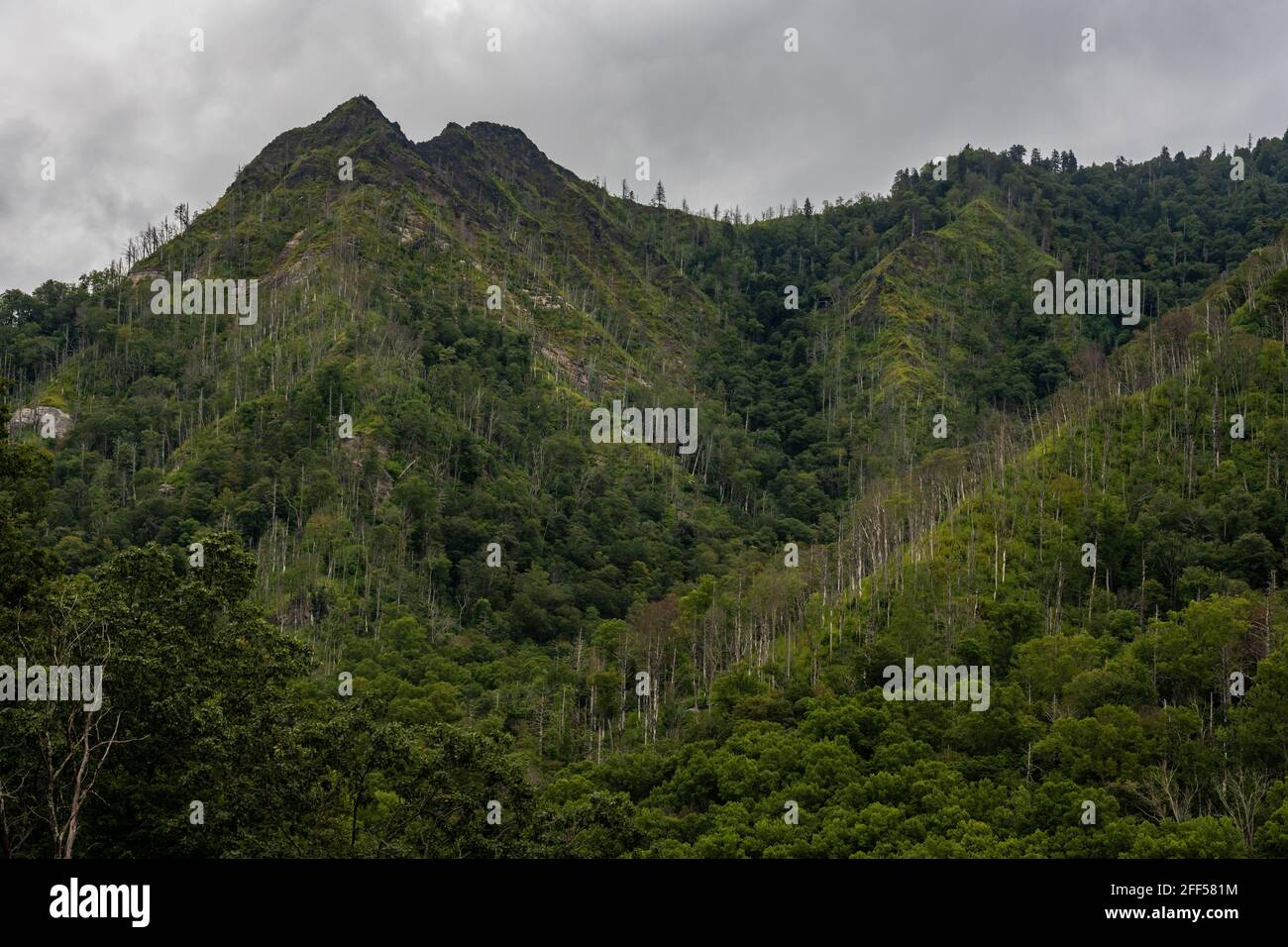 Growth Coming Back To Chimney Tops After Forest Fire in Great Smoky ...