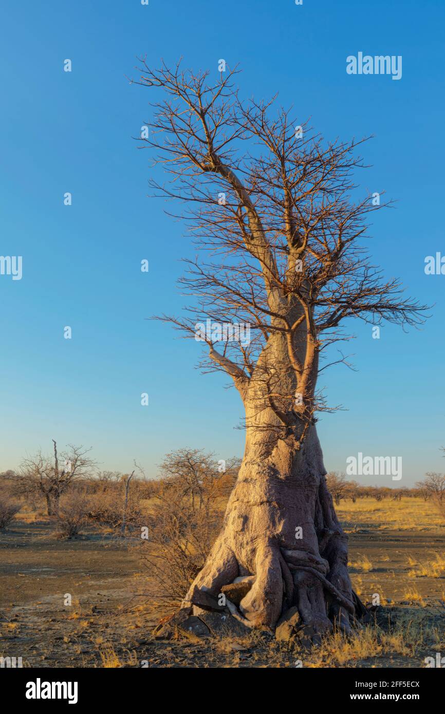 Young baobab tree hi-res stock photography and images - Alamy