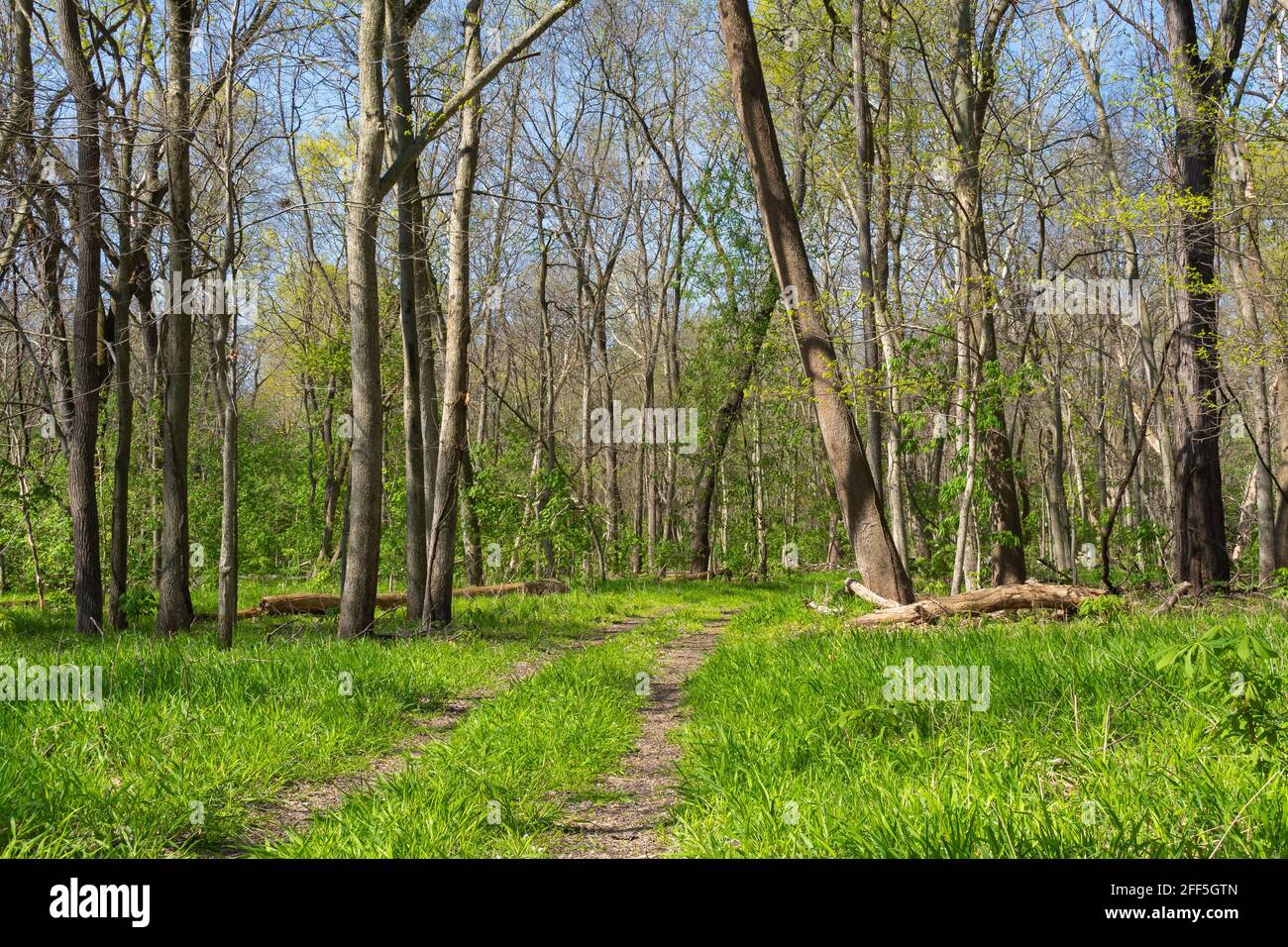 Trail through the savanna landscape on a beautiful Spring morning ...