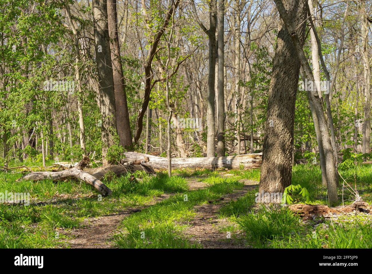 Trail through the savanna landscape on a beautiful Spring morning ...