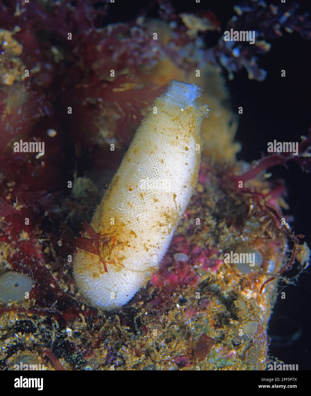 Sycon High Resolution Stock Photography and Images - Alamy