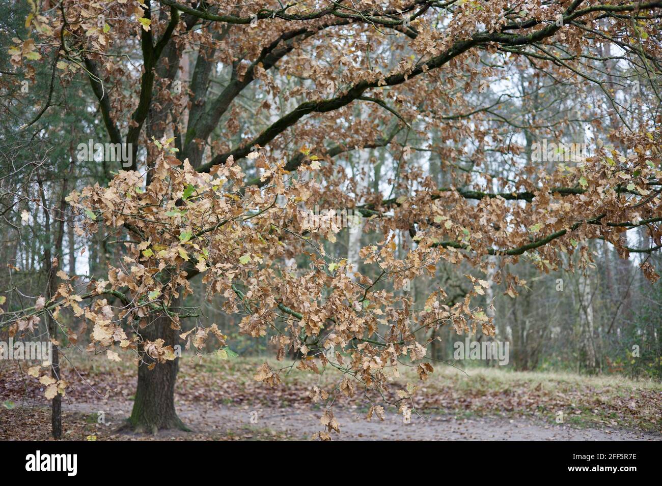 Tree in a park with dry falling leaves on an autumn day Stock Photo - Alamy