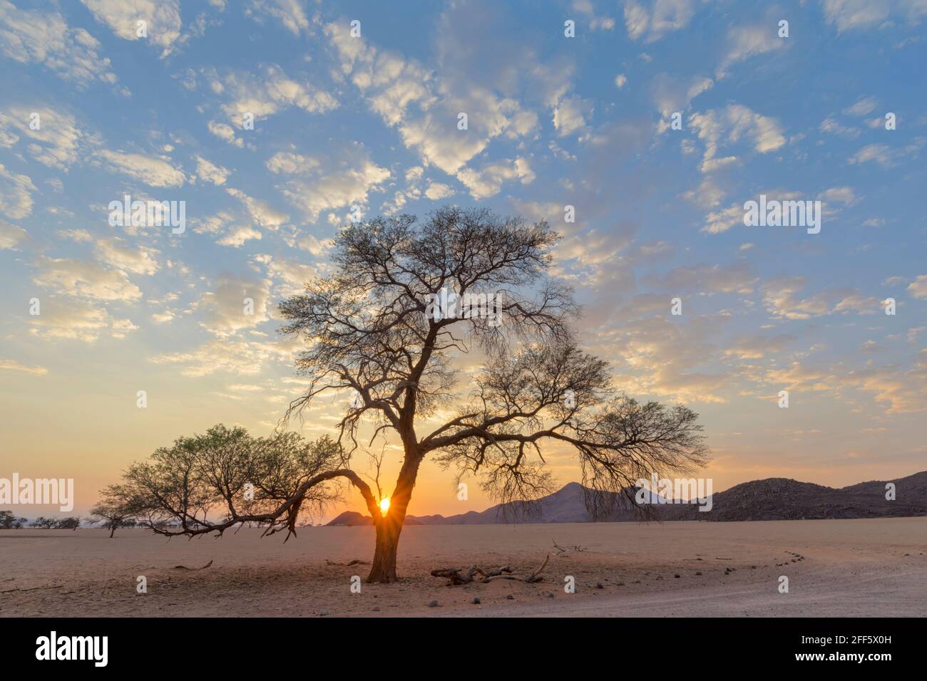 Camel thorn tree at sunrise Stock Photo - Alamy