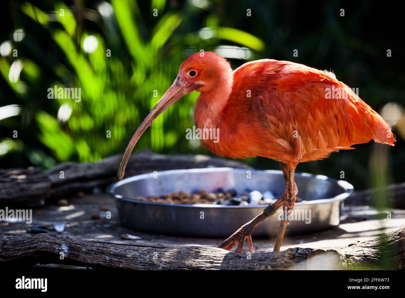 Scarlet Ibis Eudocimus ruber Stock Photo - Alamy