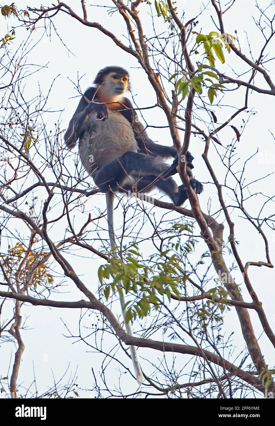 Black-shanked Doc (Pygathrix nigripes) adult sitting high in tree ...