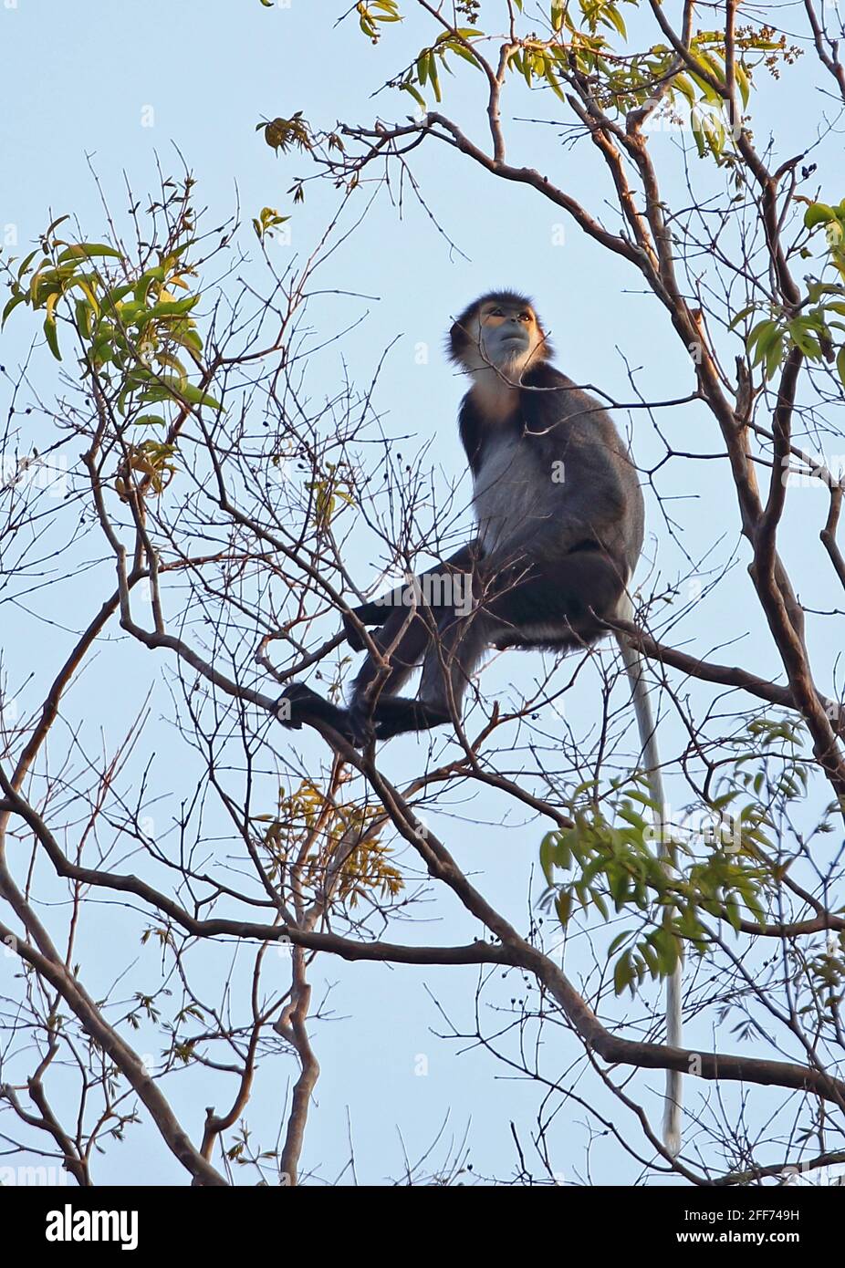 Black langur cambodia hi-res stock photography and images - Alamy