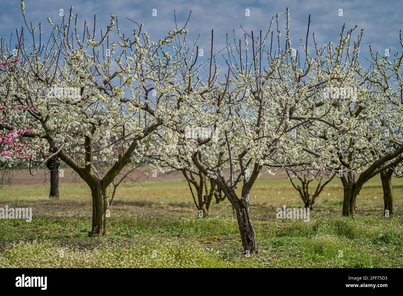 Blooming plum trees orchard Lower Silesia Poland Stock Photo - Alamy