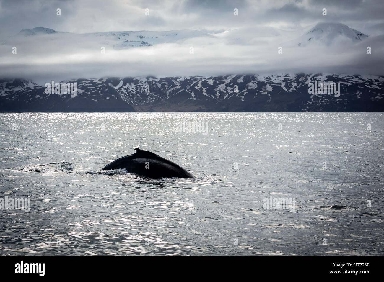 The back of a humpback whale diving in Skjalfandi bay, with snow capped ...