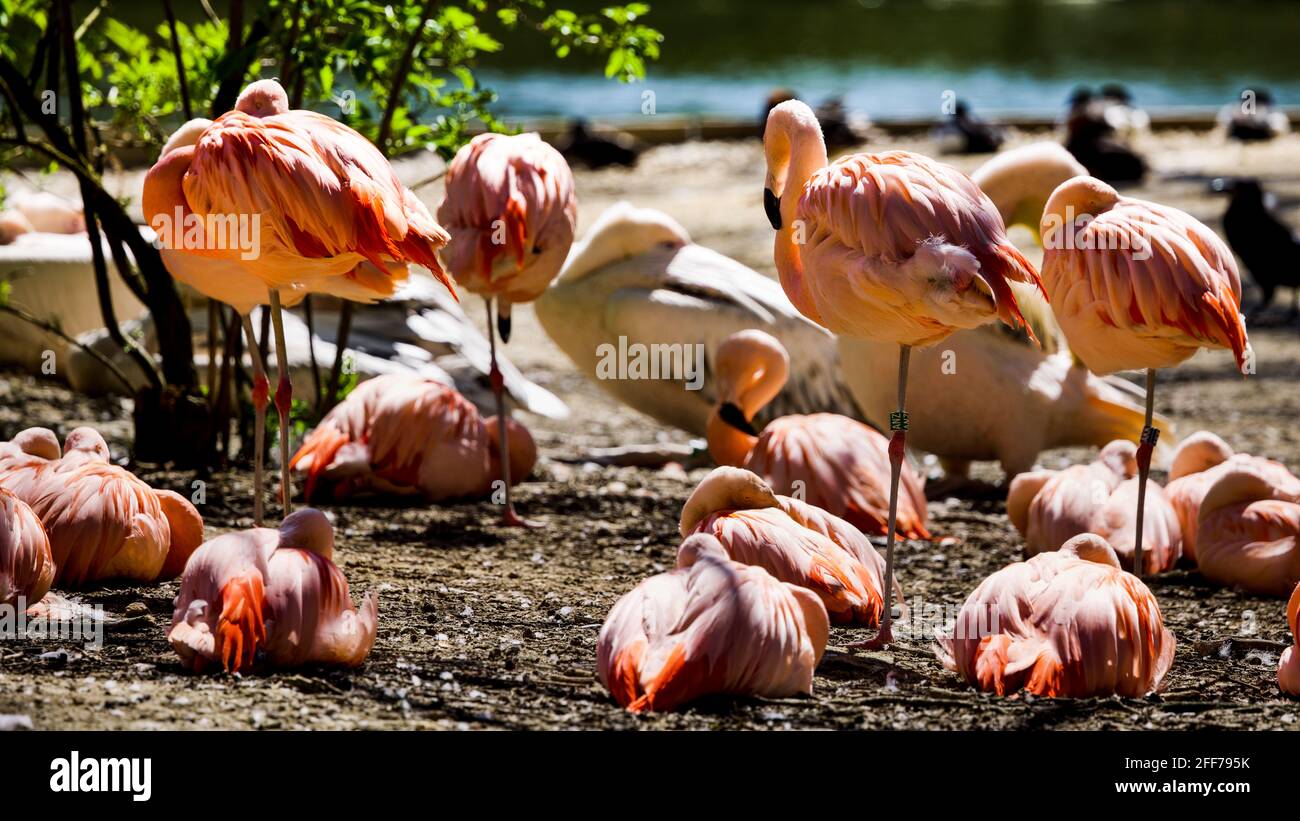 Animaria hi-res stock photography and images - Alamy