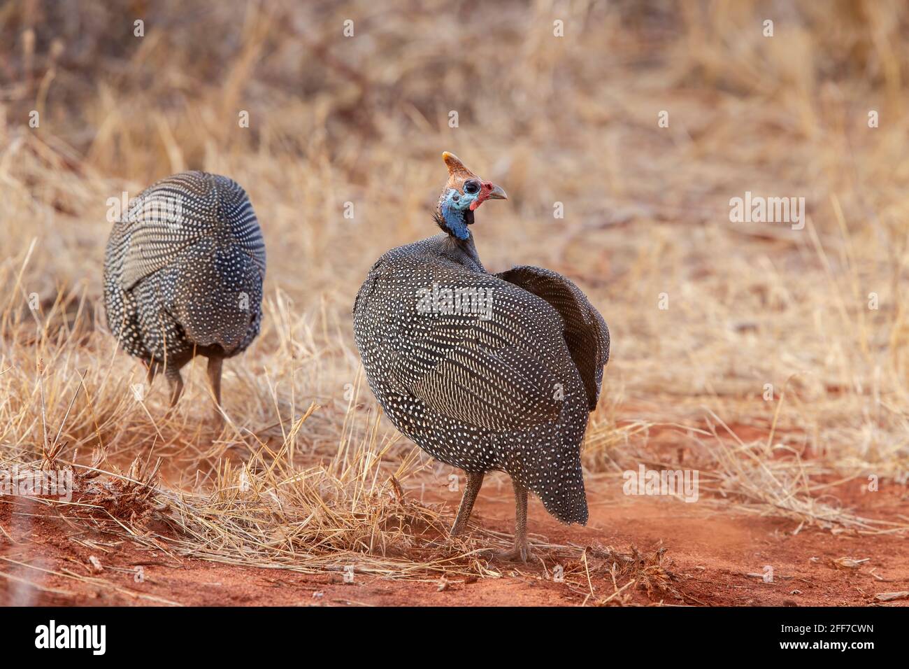 helmeted guineafowl, Numida meleagris, two adults standing on short ...