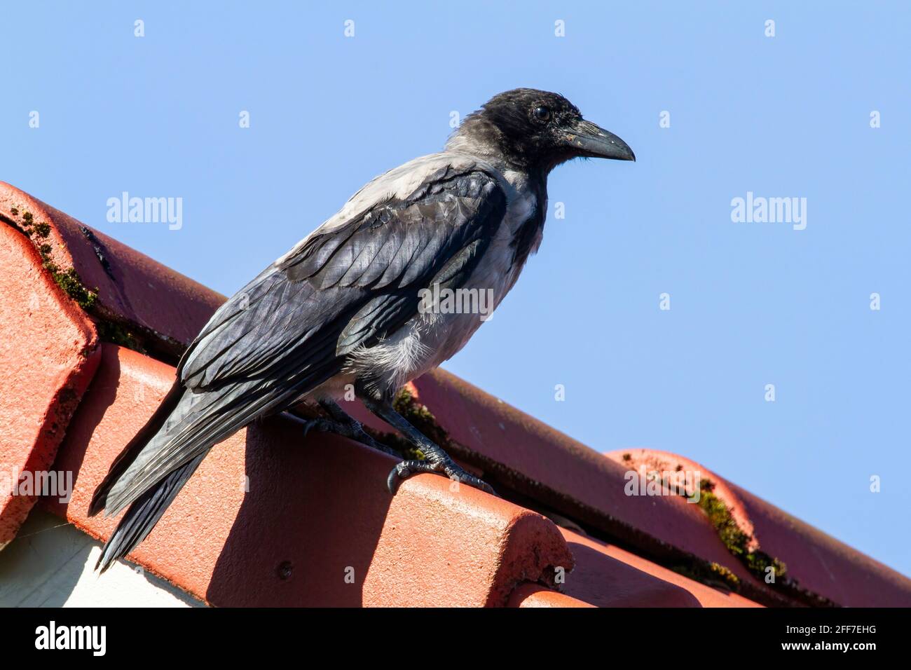 Floro norway hi-res stock photography and images - Alamy