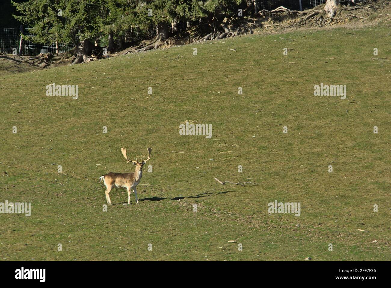 Deer in wild near forest hi-res stock photography and images - Alamy