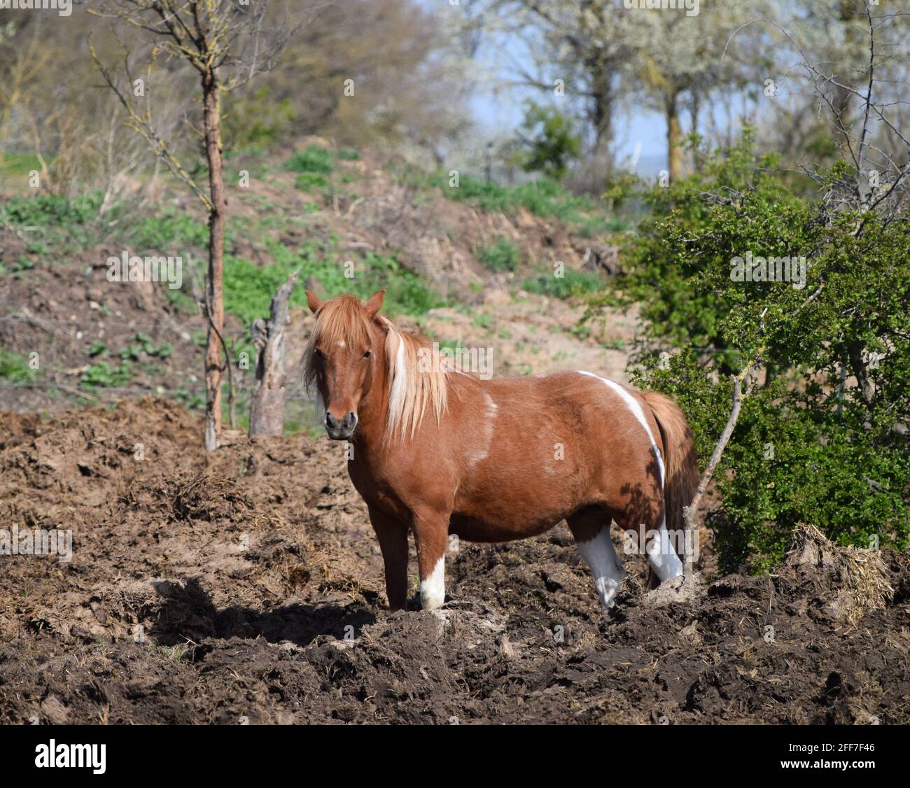 a Lewitzer pony kept Outdoors Stock Photo - Alamy