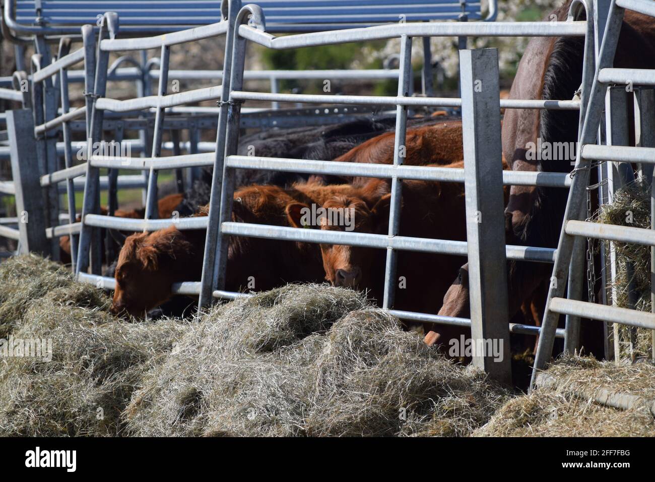 Outdoor paddock with Cows and Horses Stock Photo - Alamy