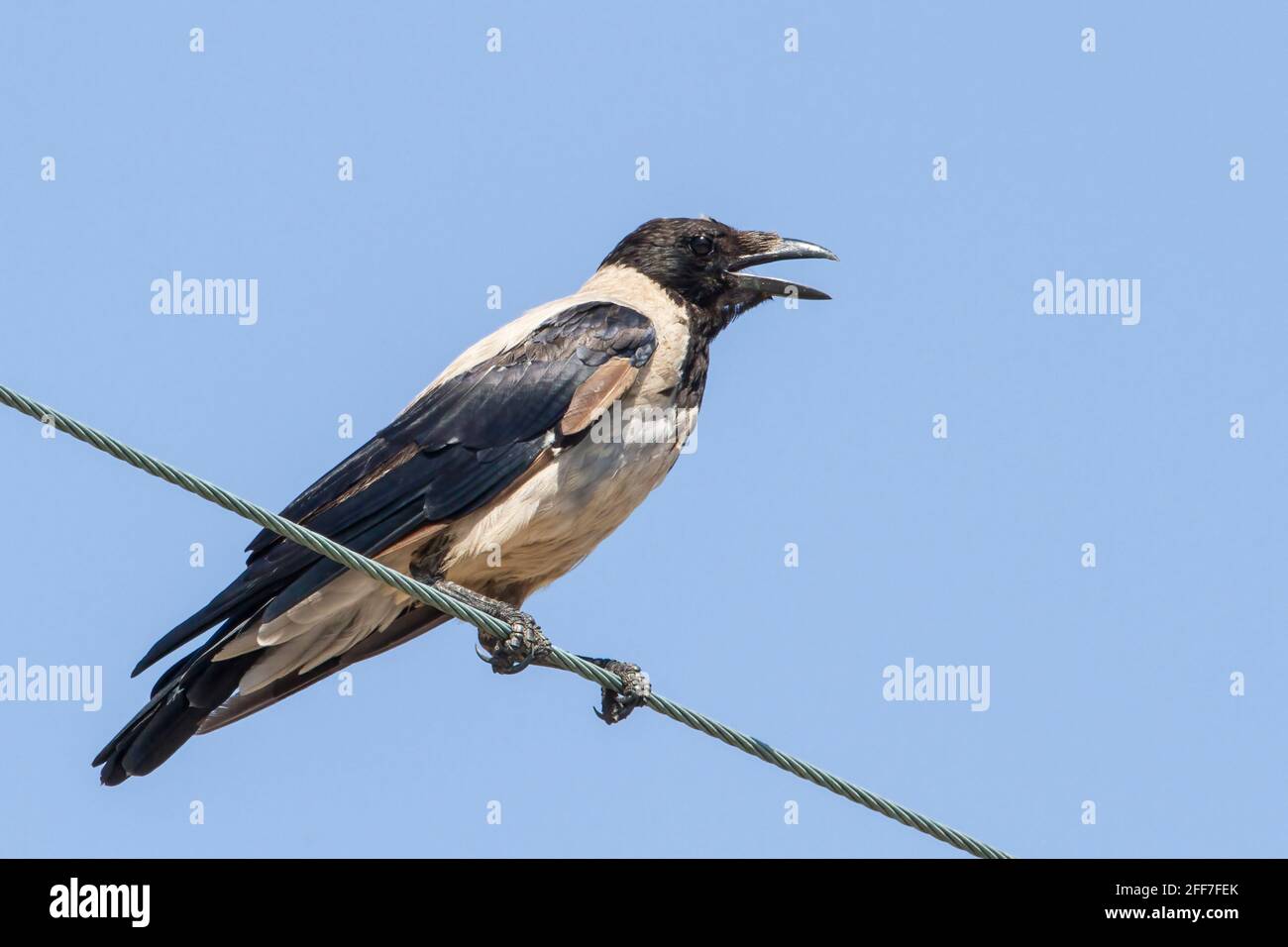 Hooded crow hi-res stock photography and images - Alamy