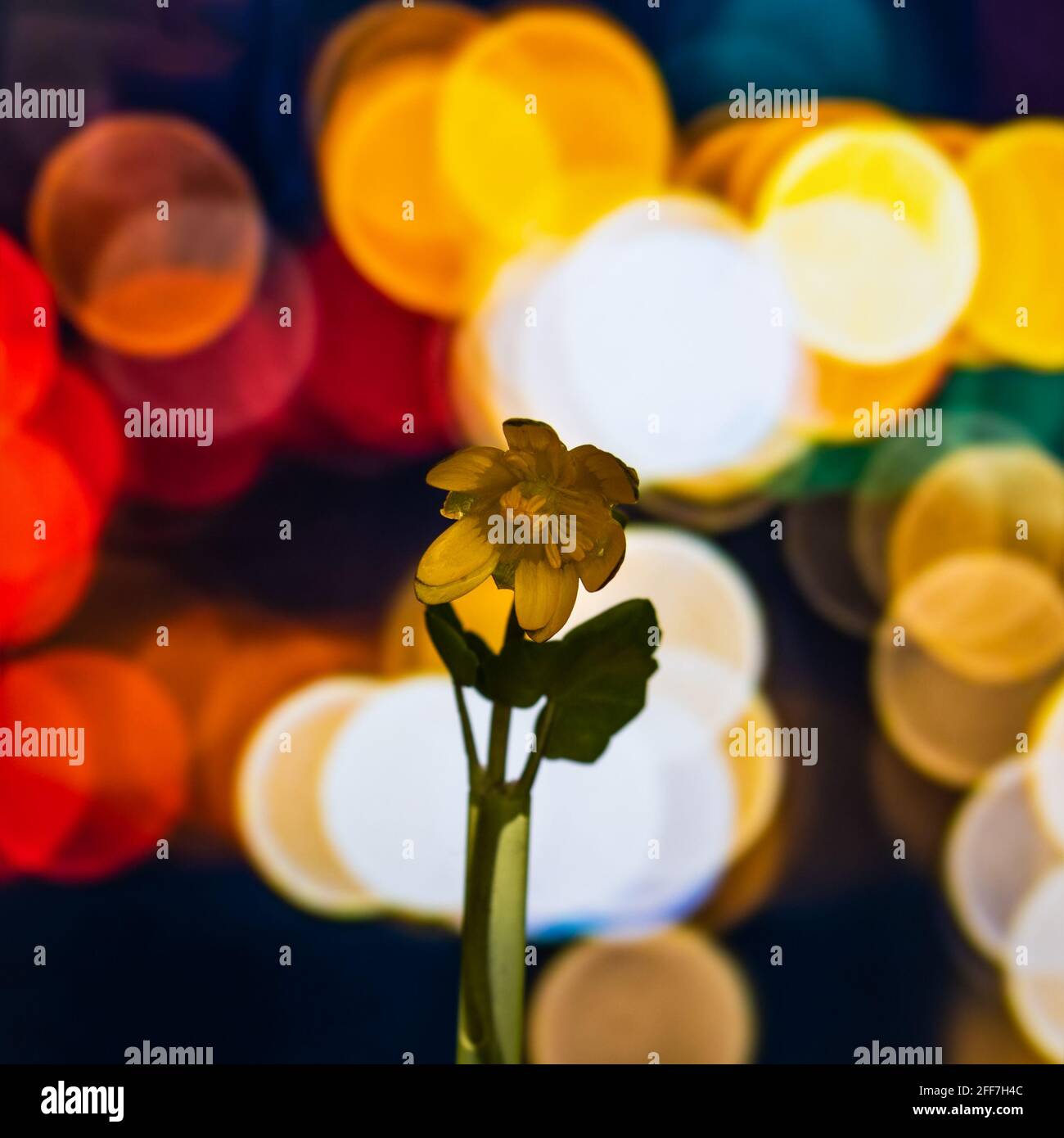 Magic_flower hi-res stock photography and images - Alamy