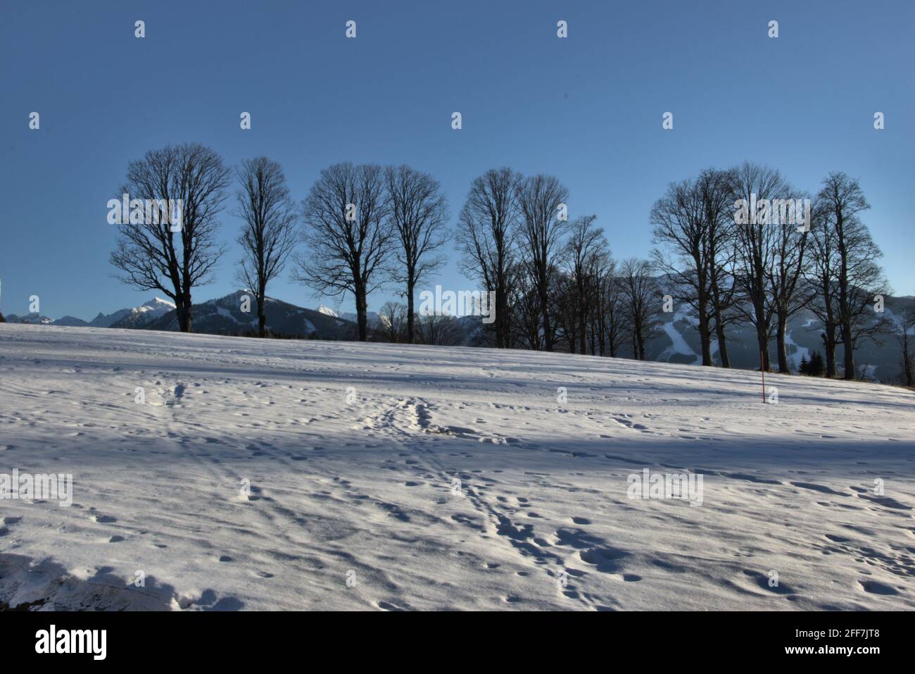 Deer near tree line in spring on grass Stock Photo - Alamy